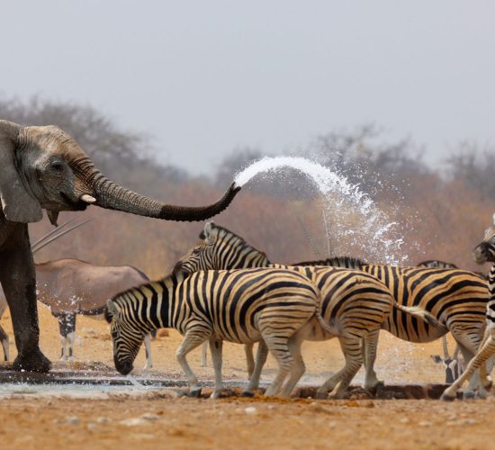 MAHANGO GAME RESERVE - African Travels - Namibia