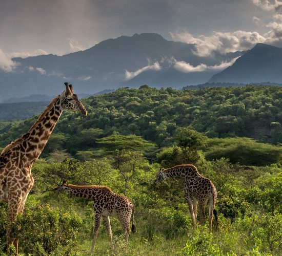 MOUNT KILIMANJARO - African Travels - Tanzania Holiday