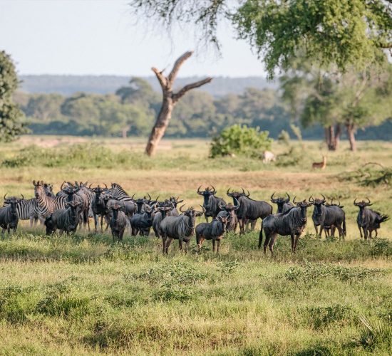 MATOPOS NATIONAL PARK - Zimbabwe - African Travels