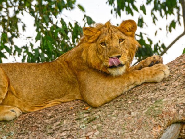 Lion tracking - African Travels