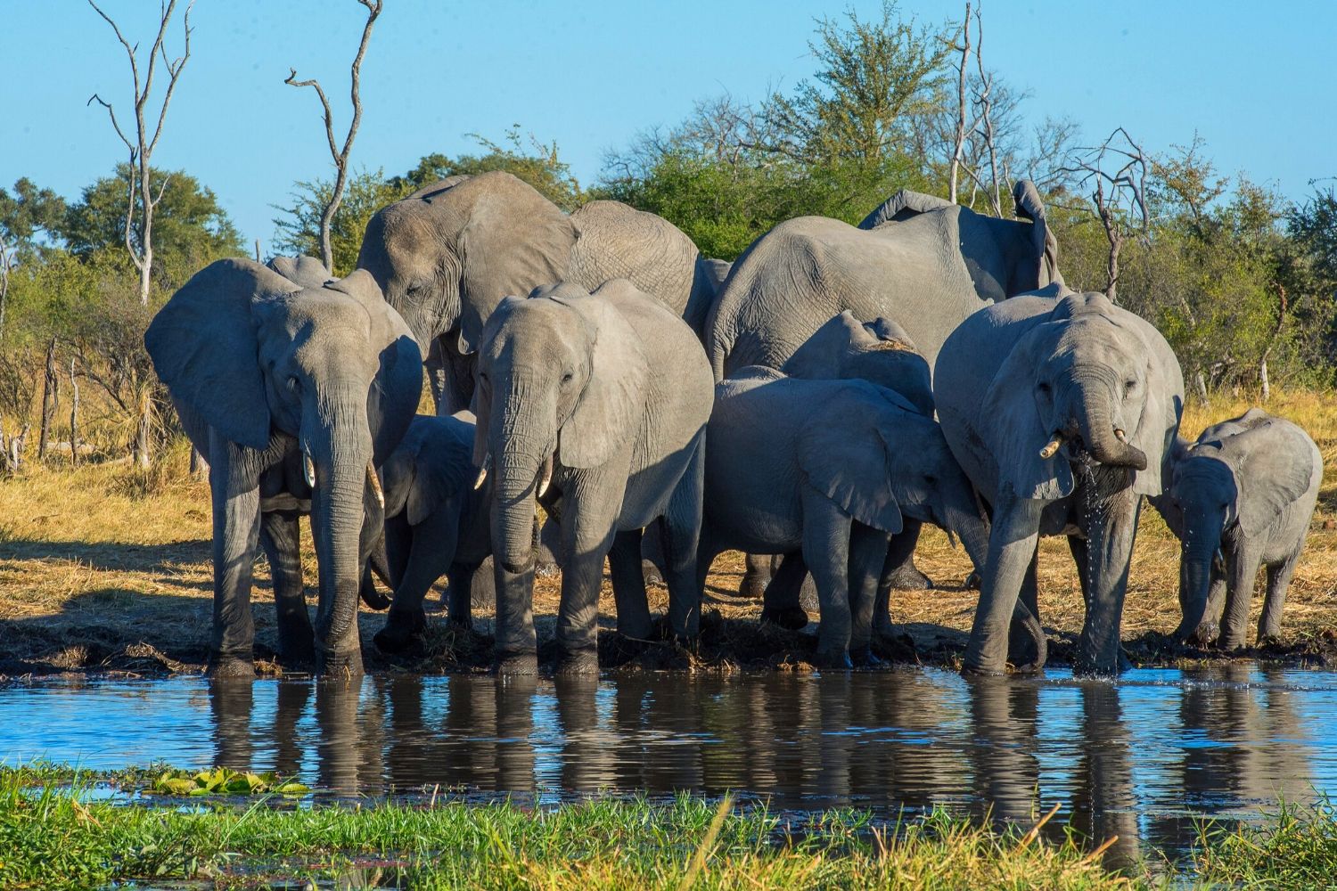 6 days - Botswana Safari - African Travels - Camping Tour