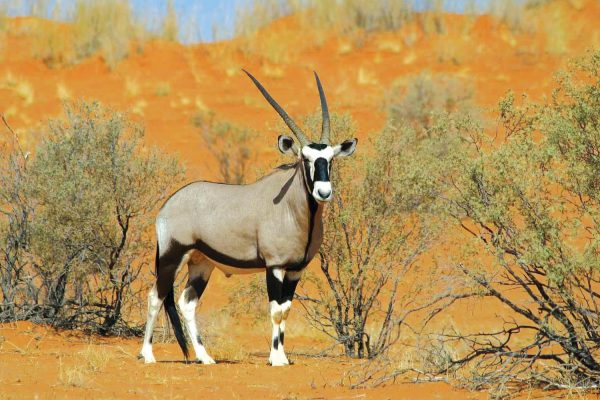 15 days - Self Drive Windhoek to Kasane - Camping & Lodge - 4x4