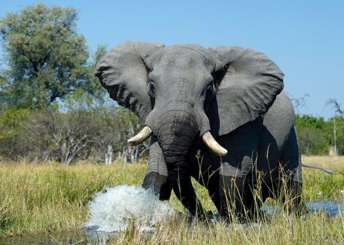 MAHANGO GAME RESERVE - African Travels - Namibia