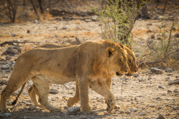 MAHANGO GAME RESERVE - African Travels - Namibia