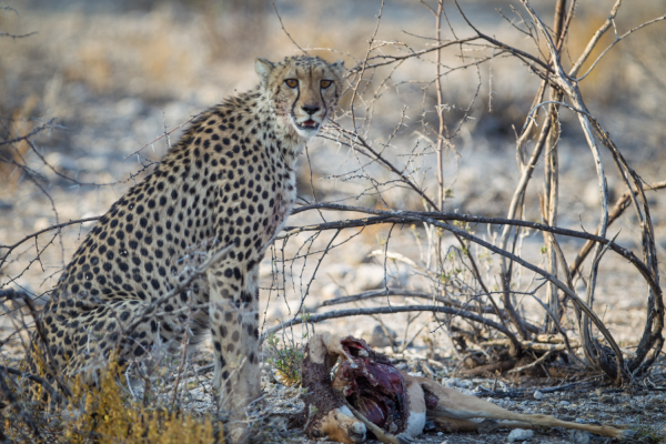 MAHANGO GAME RESERVE - African Travels - Namibia