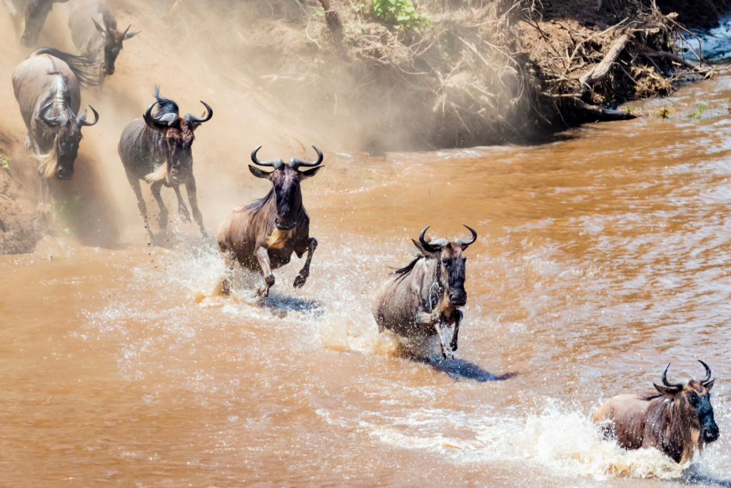 Great Migration - African Travels - Tanzania Kenya