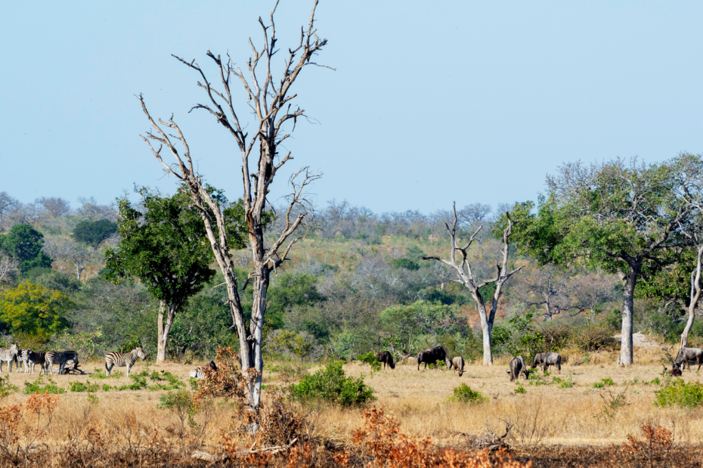 Great Limpopo Transfrontier Park - African Travels