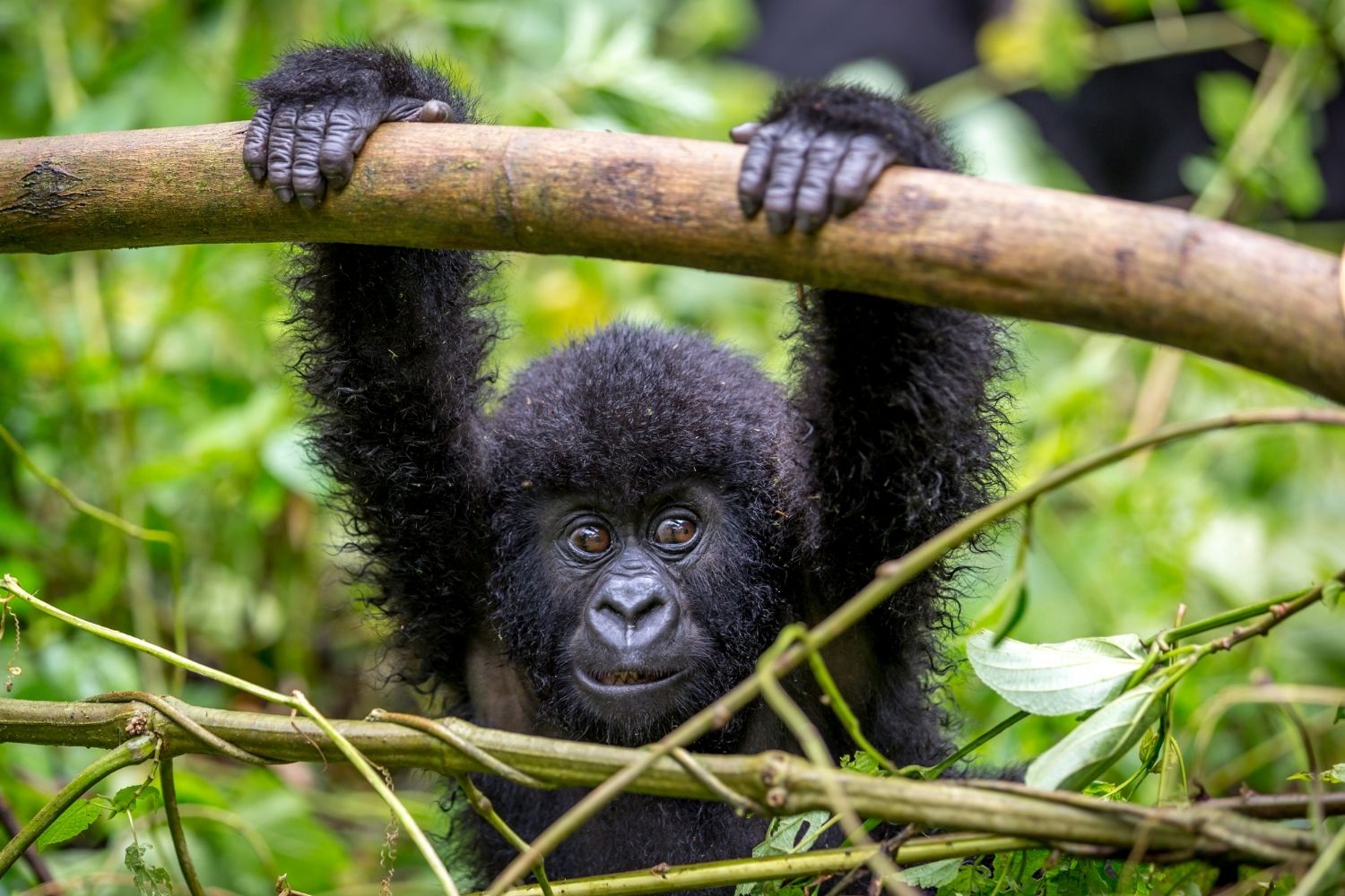 VIRUNGA NATIONAL PARK - Visit DRC with African Travels