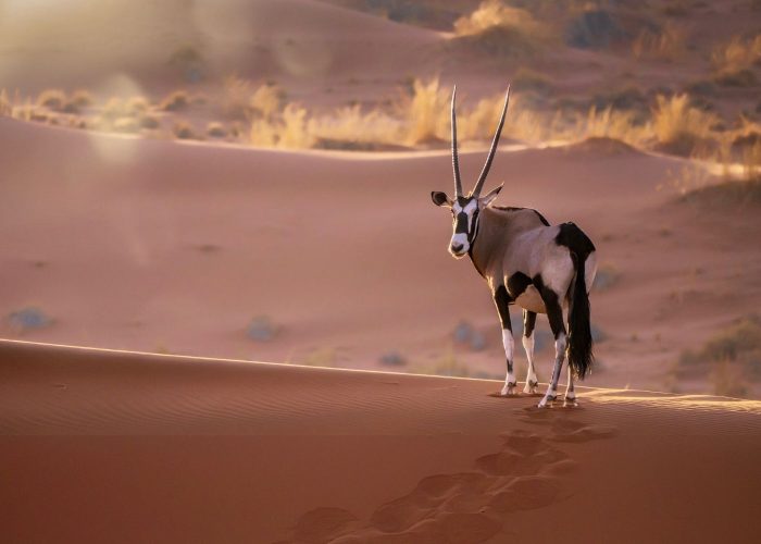 MAHANGO GAME RESERVE - African Travels - Namibia