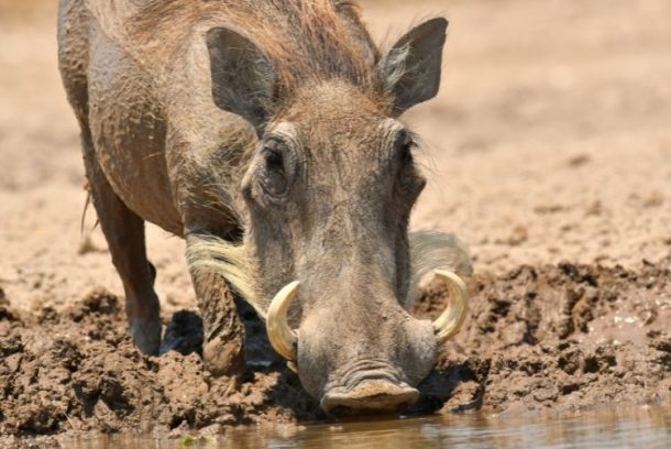 The Ugly 5 - Warthog, Vulture, Hyena, Wildebeest and Marabou Stork