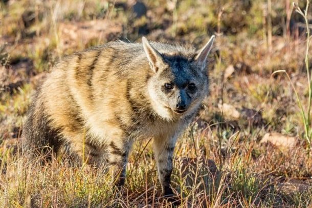 The Shy 5 Animals of Africa - African Travels