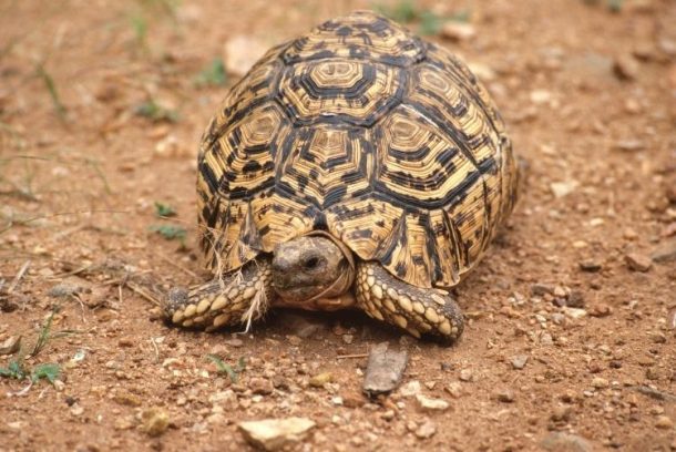The Little 5 Animals of Africa - African Travels